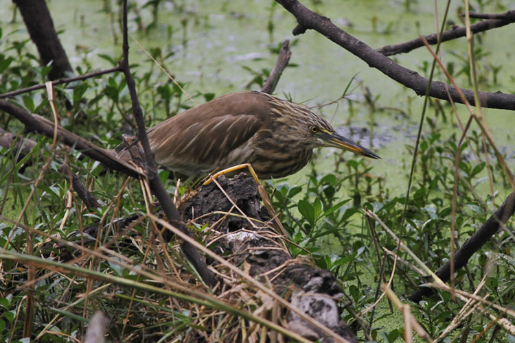 Head To Okhla Bird Sanctuary This Weekend For A Serene Experience | LBB ...