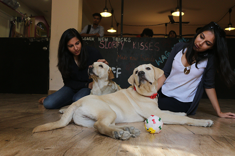 Leave No Pet Behind: 10 Dog-Friendly Cafes In Delhi & Gurgaon | LBB, Delhi
