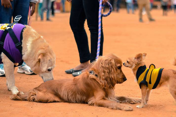 The Indi Dogathon 2017 | LBB, Bangalore