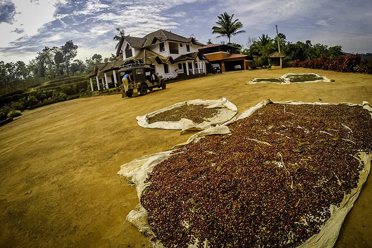 Coorg Coffee Plantation Tours | LBB, Bangalore