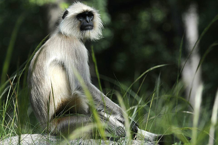 Guide To Sanjay Gandhi National Park | LBB, Mumbai