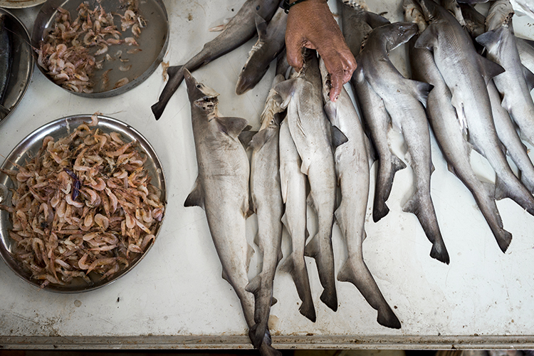 Head To Khar Danda Market For Cheap, Fresh & Delicious Fish